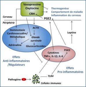 39- Une symphonie neuro-immuno-endocrine - Societe de Neuroendrocrinologie