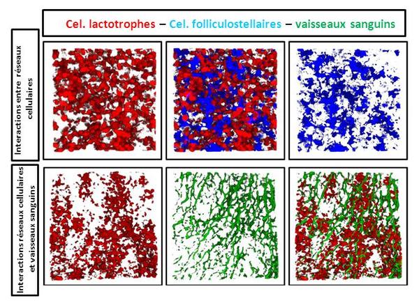 48- Structure-fonction de l'hypophyse : Comment définir le trajet des ...